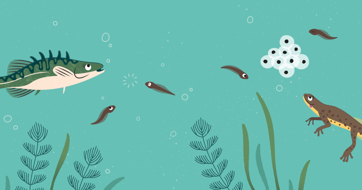 A characterful illustrated activity pack for the WWT