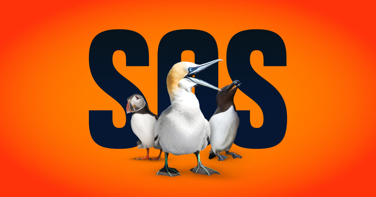 Branding, Marketing & Web Design for UK Charity, the RSPB